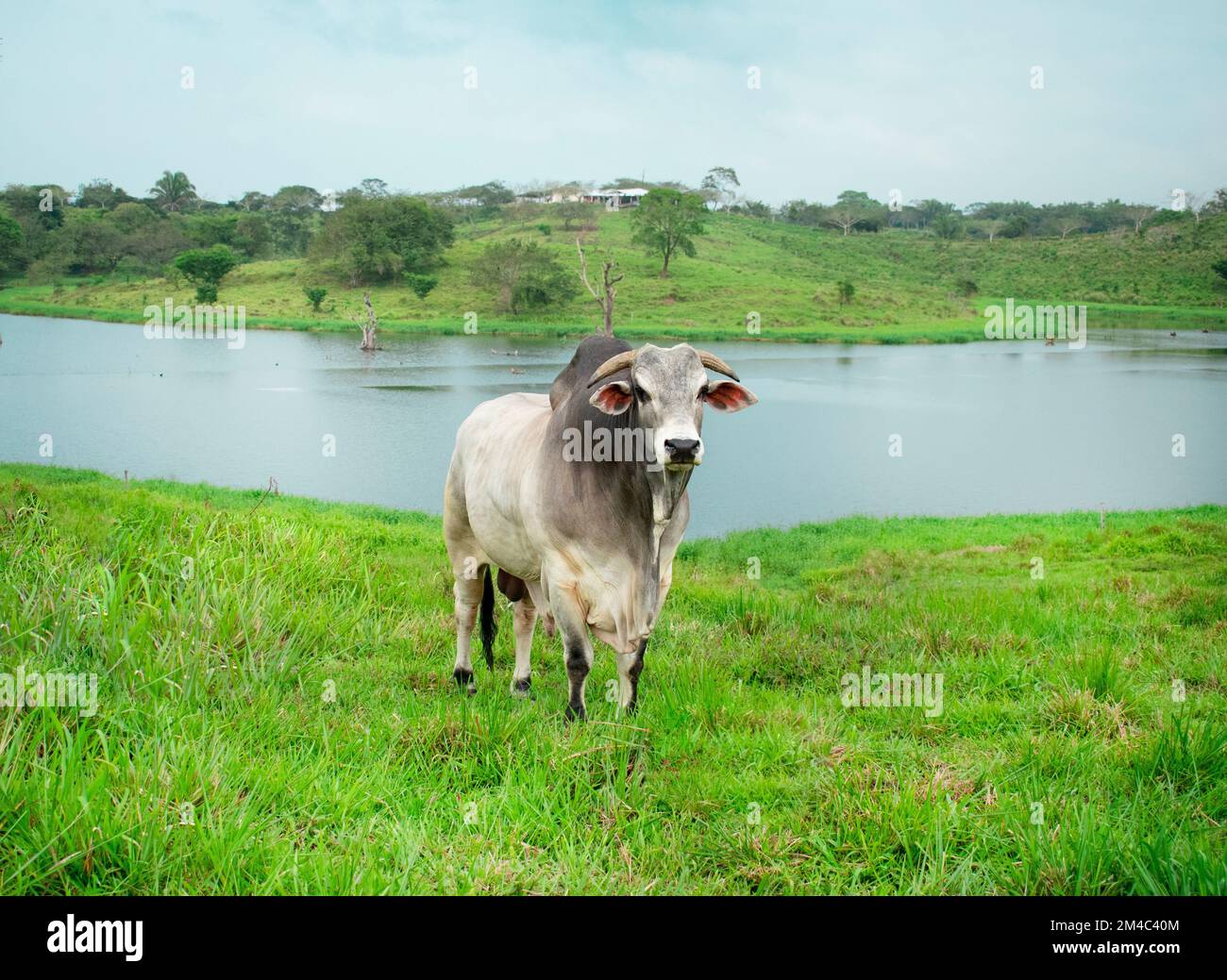 A close-up view of Nellore cattle standing on the grass before a river ...
