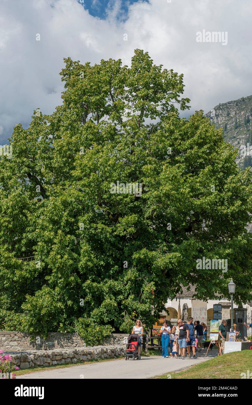 lime old age tree, macugnaga, italy Stock Photo - Alamy