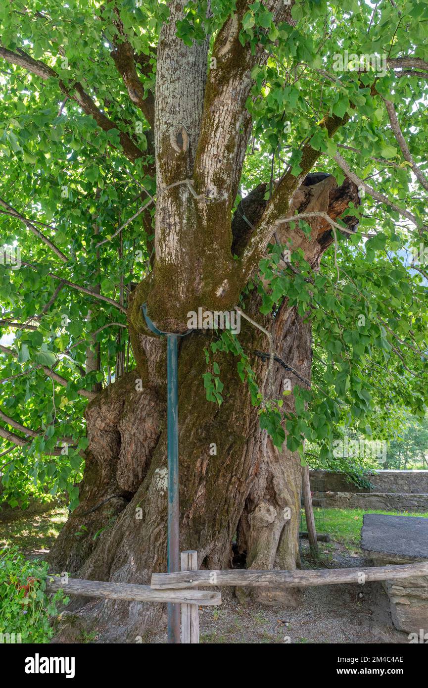 lime old age tree, macugnaga, italy Stock Photo - Alamy