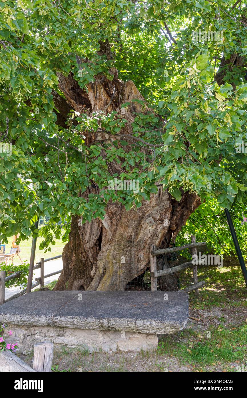 lime old age tree, macugnaga, italy Stock Photo - Alamy
