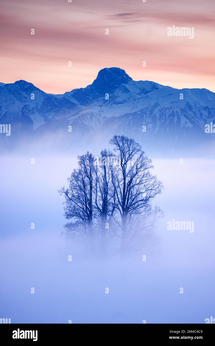 tilia tree standing in mist during blue hour in winter on Ballenbühl in ...