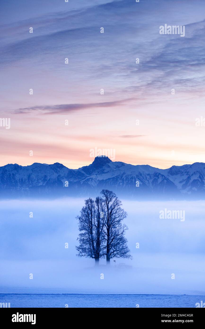 tall tilia tree covered in mist with Stockhorn ridge in the background ...
