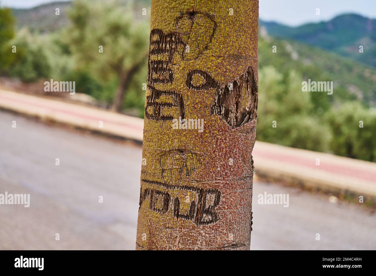 Tree trunk written on it Stock Photo - Alamy