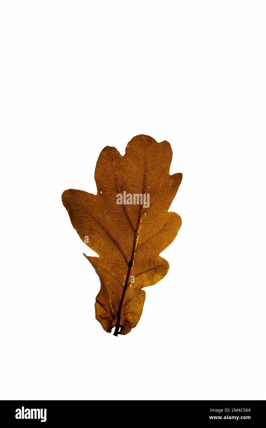 Quercus robur english oak leaf hi-res stock photography and images - Alamy