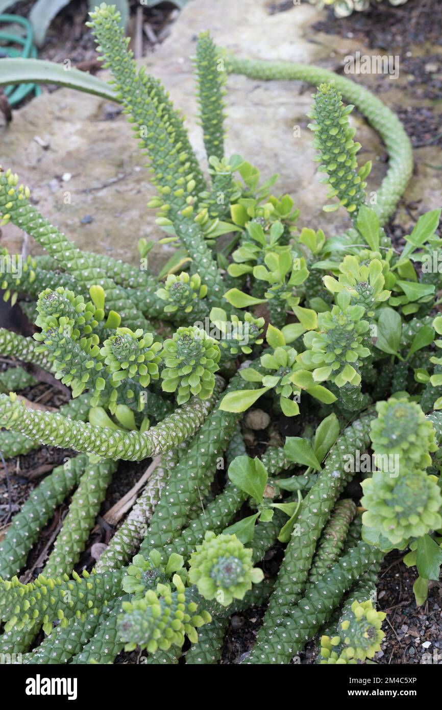 Monadenium hi-res stock photography and images - Alamy