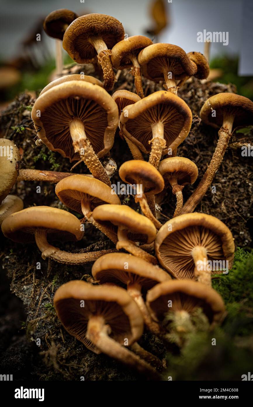 A vertical shot of mushrooms growing on a decomposed tree Stock Photo ...