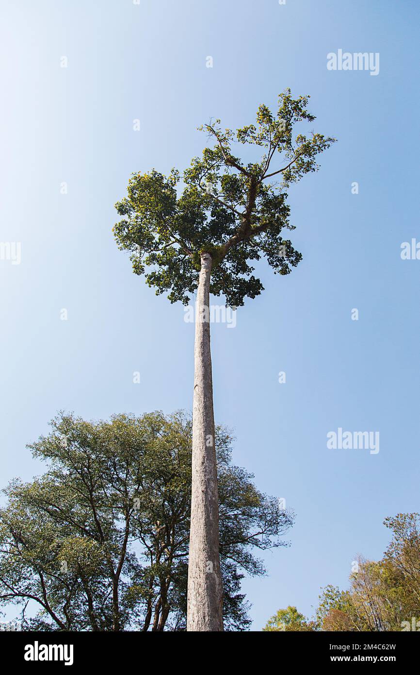 Toog tree hi-res stock photography and images - Alamy