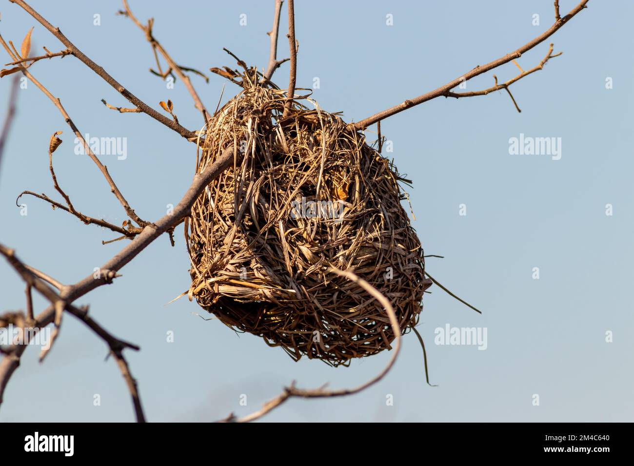 The southern masked weaver nest in Southern Africa Stock Photo - Alamy