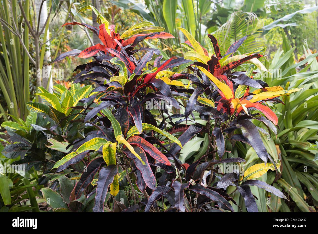 Codiaeum variegatum 'Stoplight' croton Stock Photo - Alamy