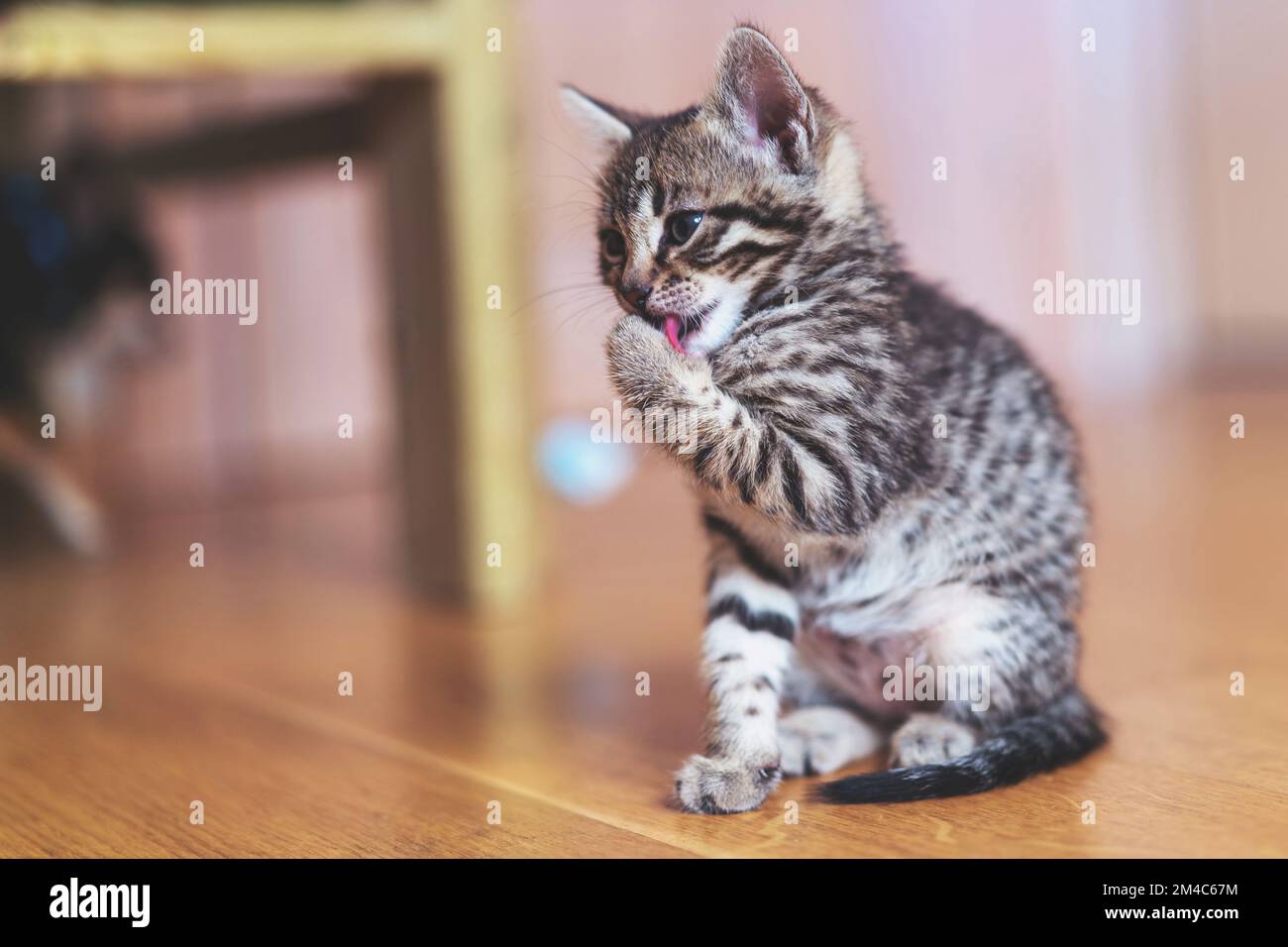 An adorable tabby kitten licking its paw Stock Photo - Alamy