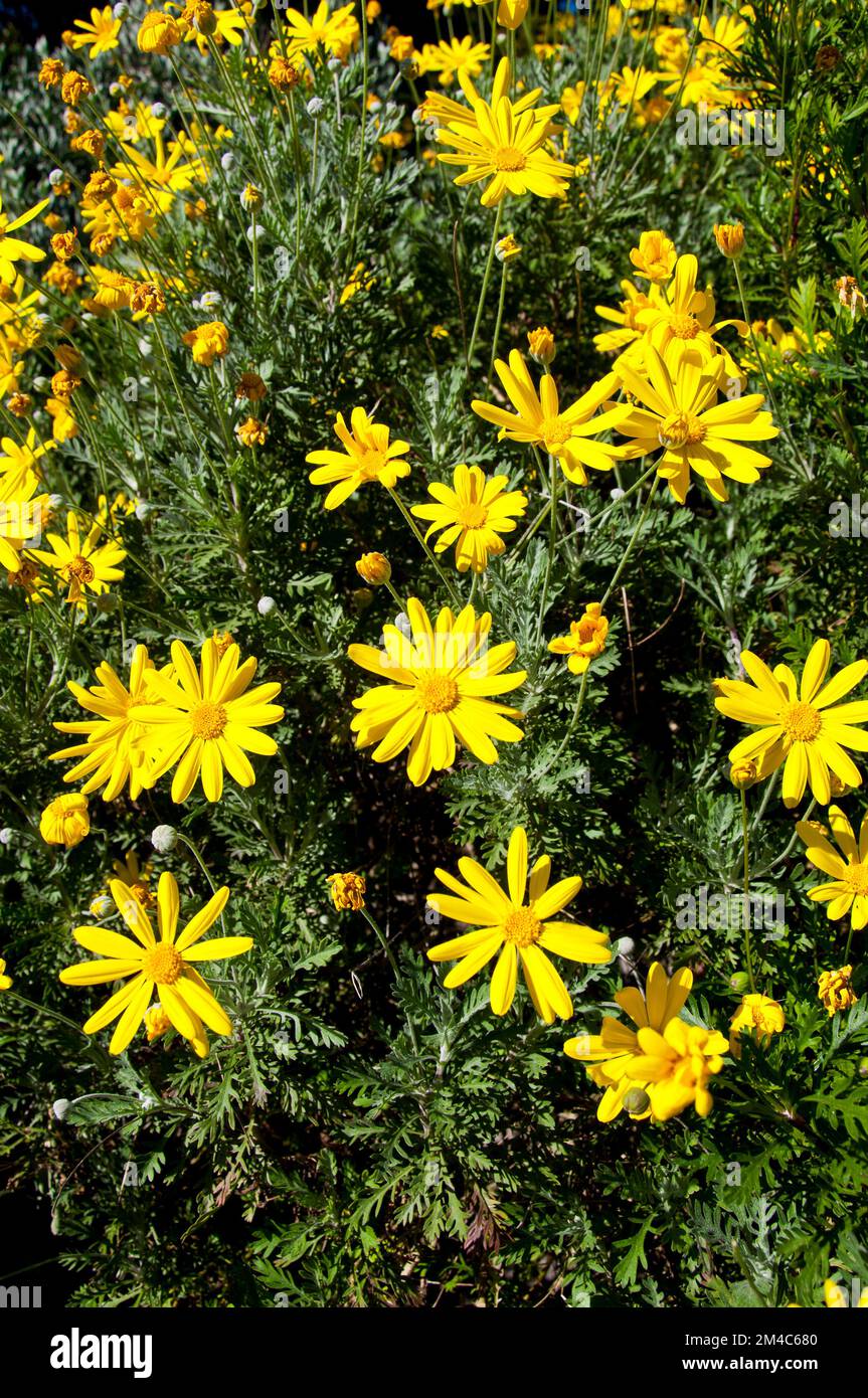 Golden euryops daisy flowers hi-res stock photography and images - Alamy