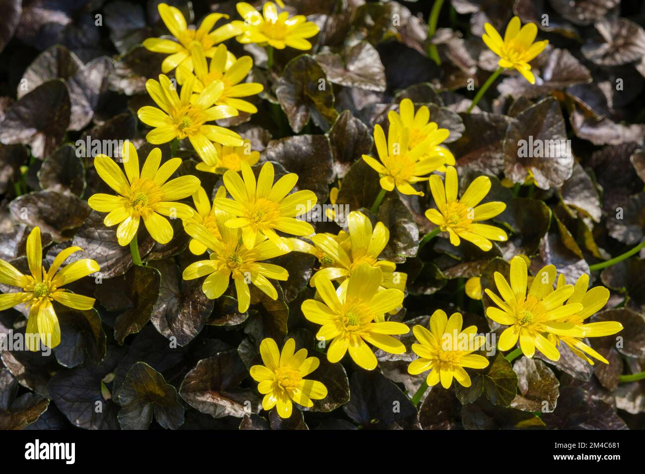 Brazen hussy hi-res stock photography and images - Alamy