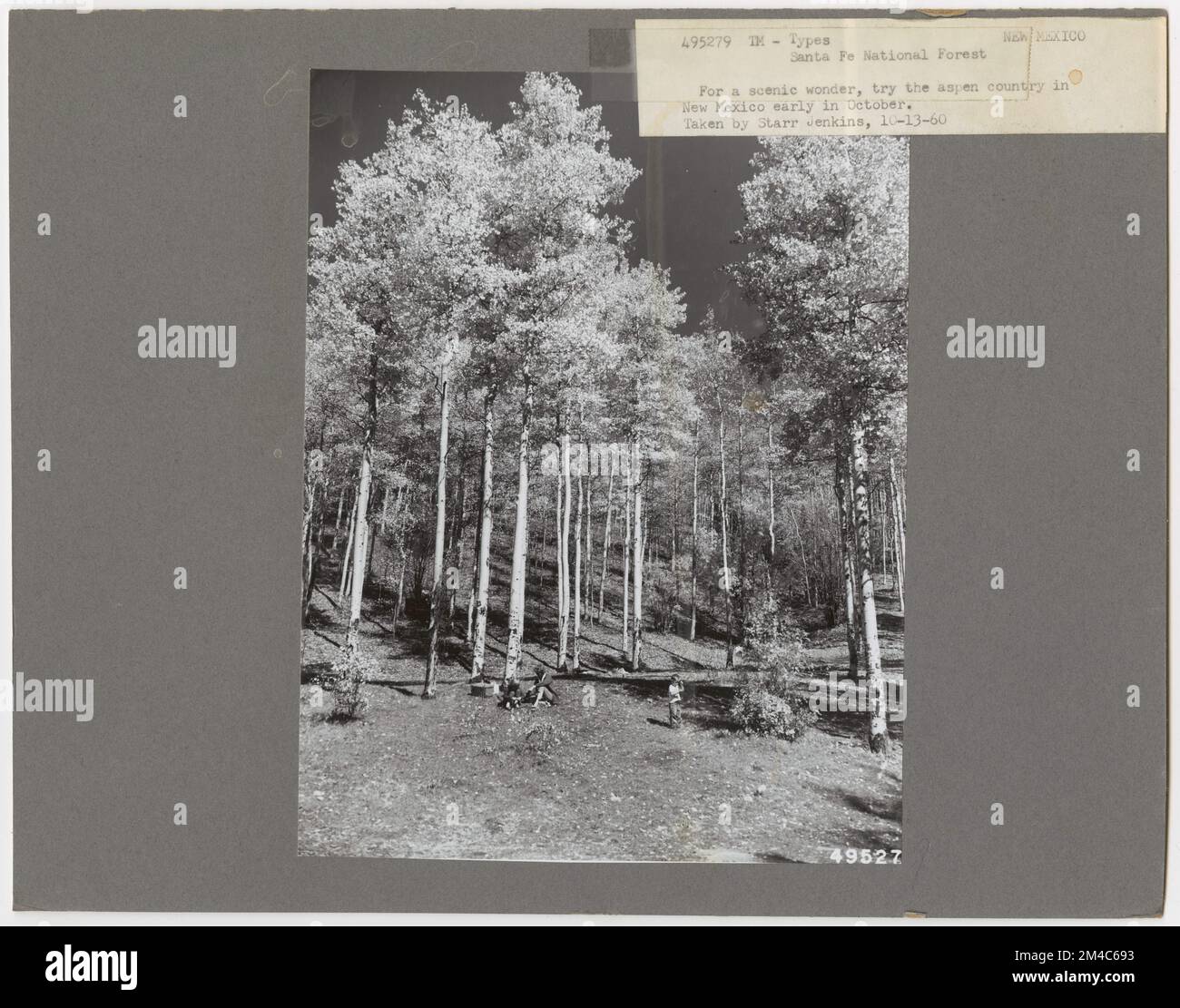Timber Management: Types - New Mexico. Photographs Relating to National ...