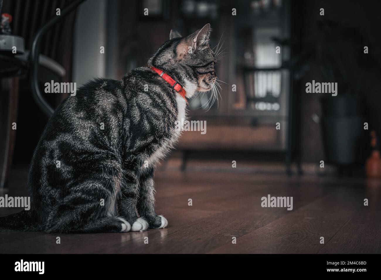A beautiful view of a tabby cat looking back Stock Photo - Alamy
