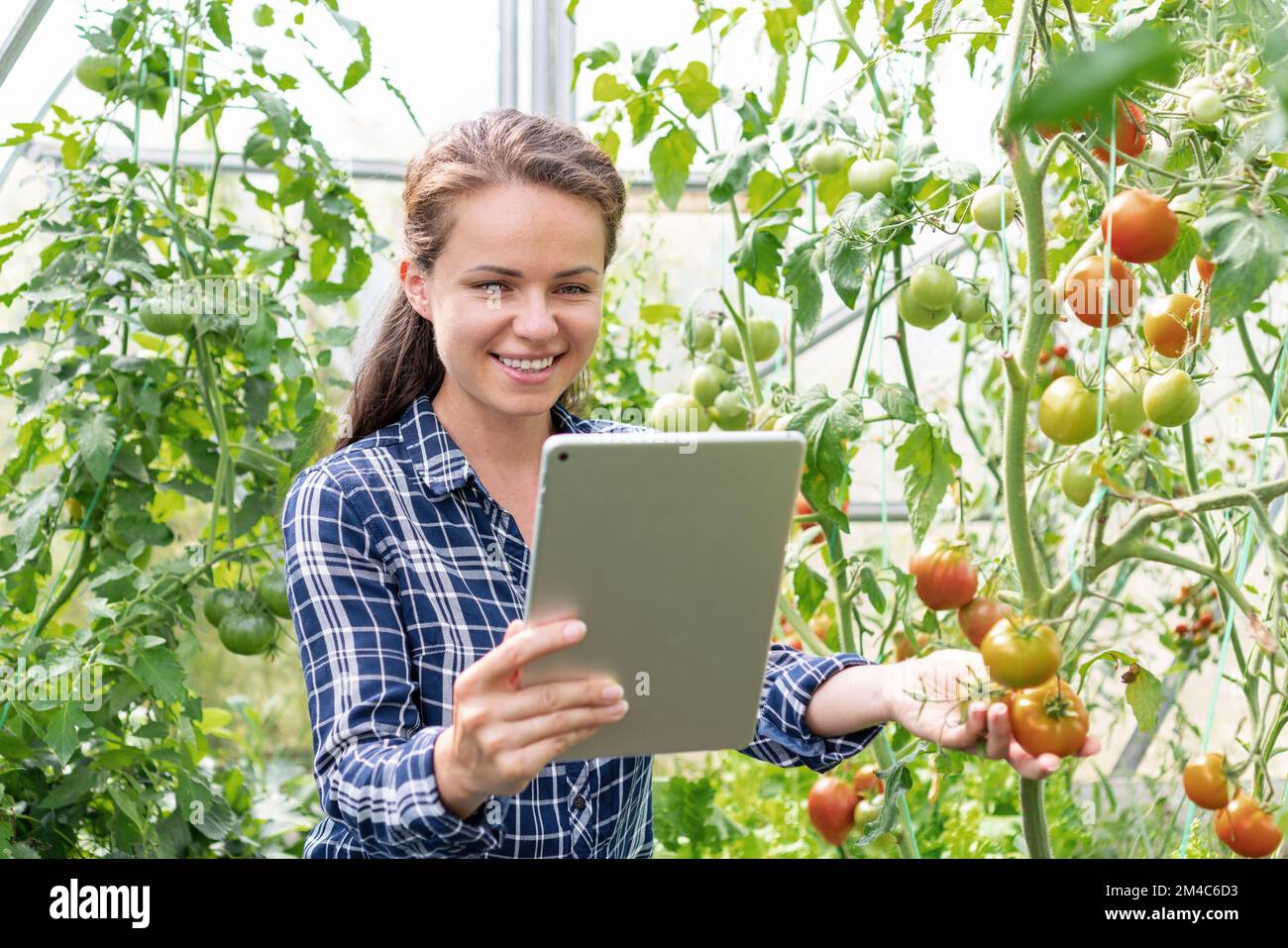 Young adult woman examining quality of tomatoes in vegetable greenhouse ...