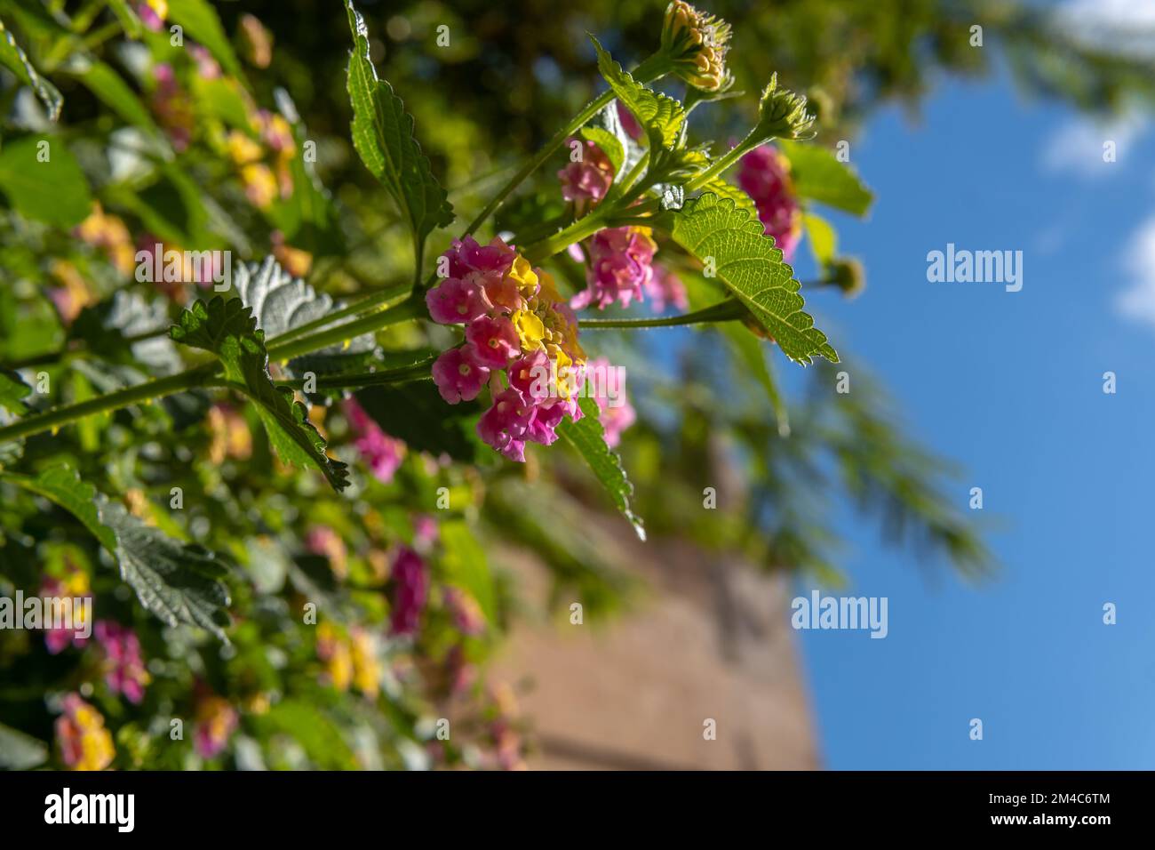Close-up of the lilac and yellow flowers of the Spanish flag plant ...
