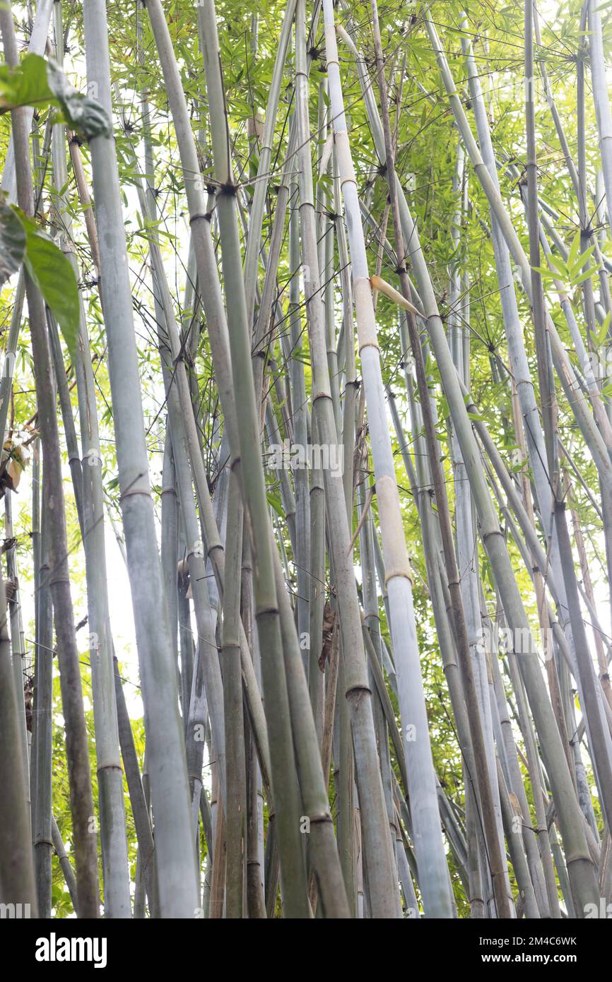 Bambusa chungii - tropical blue bamboo Stock Photo - Alamy