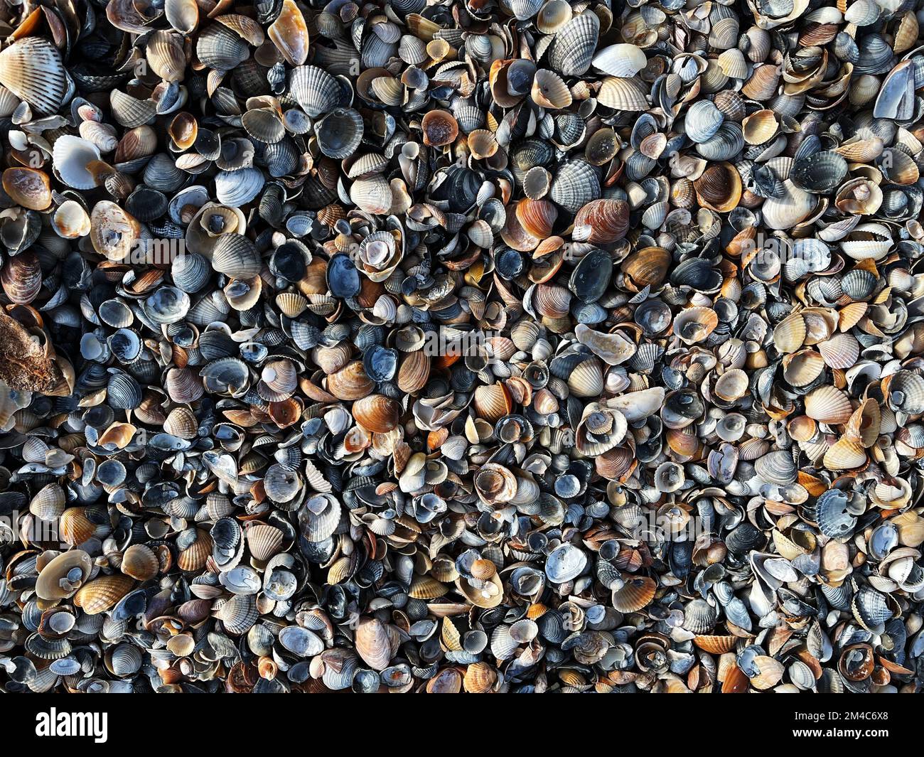 A top view shot of Shells pattern on the shore Stock Photo - Alamy