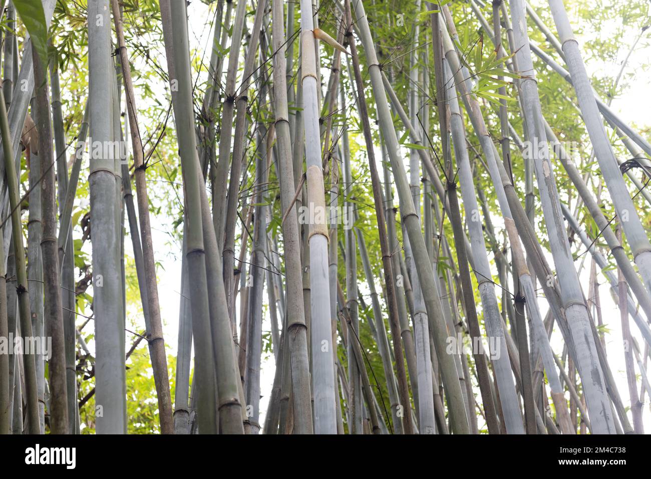 Bambusa chungii - tropical blue bamboo Stock Photo - Alamy