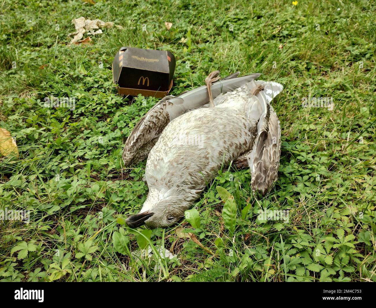A dead bird on the green grass next to a McDonalds hamburger box Stock ...