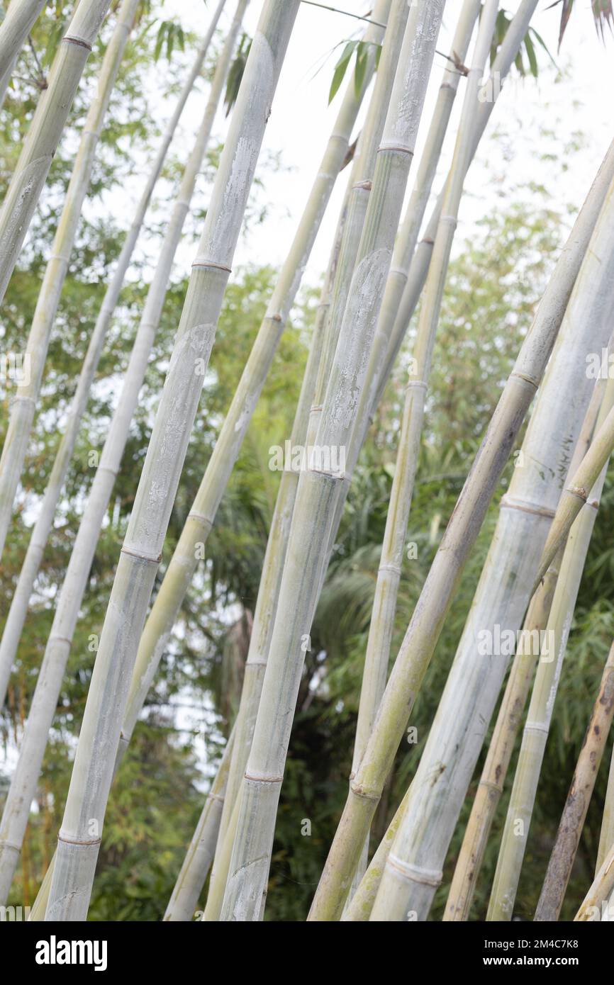 Dendrocalamus minor 'Amoenus' - ghost bamboo Stock Photo - Alamy