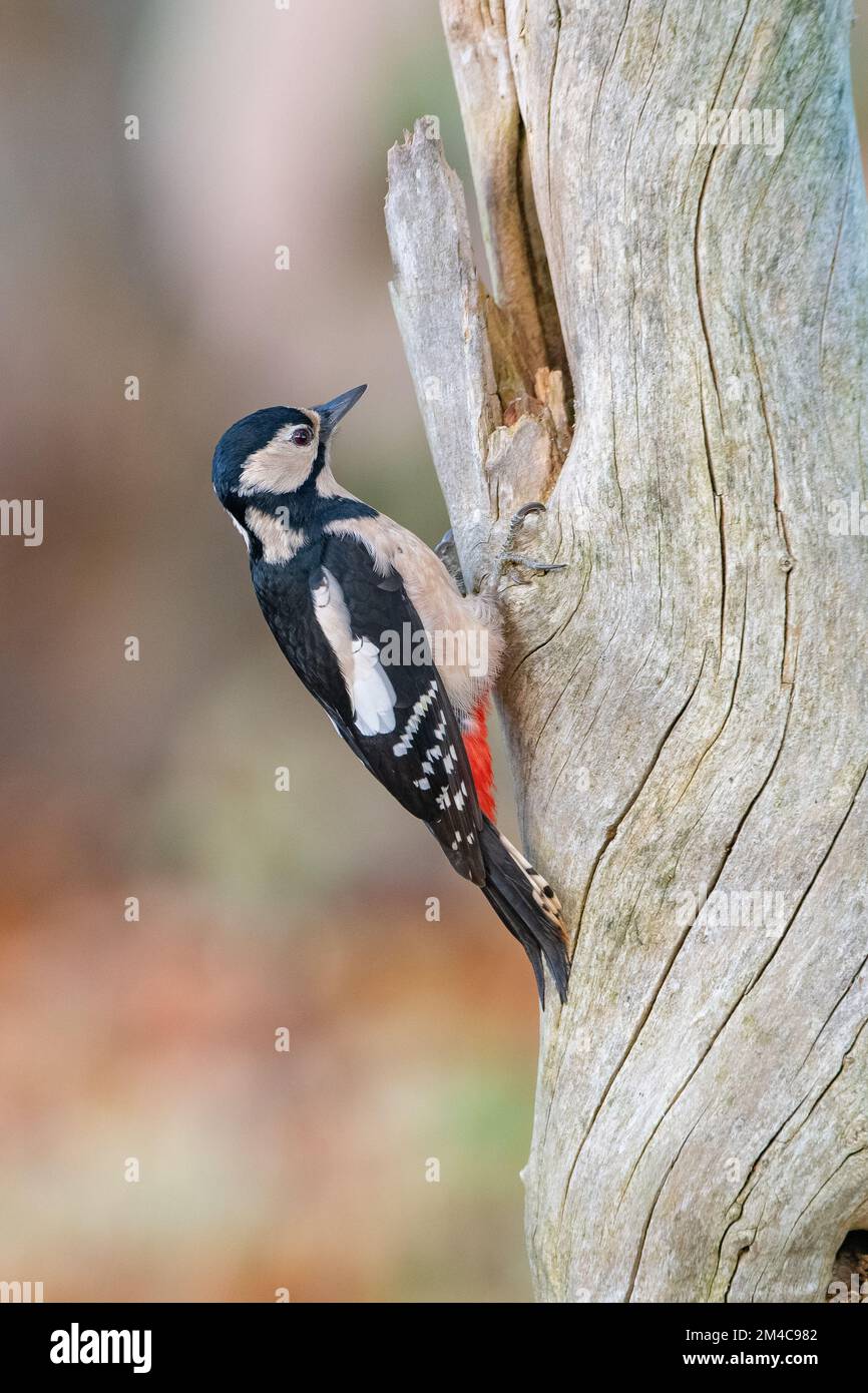Great spotted woodpecker, (Dendrocopos major), Insch, Aberdeenshire ...