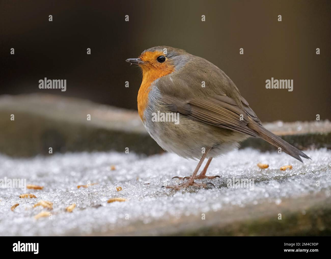 Robin (Erithacus rubecula) on a frosty day, feeding on dried mealworms ...