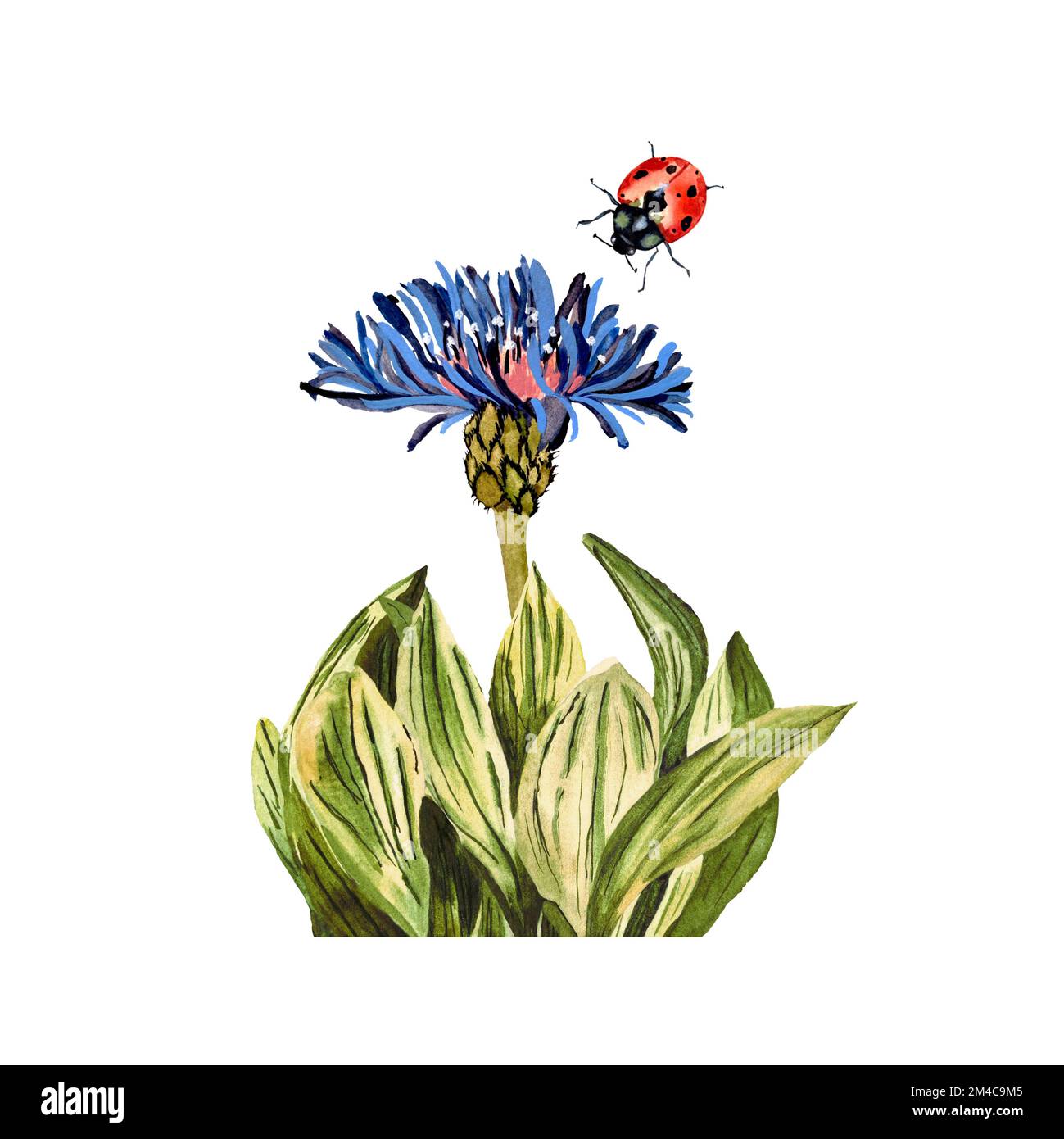 Flower insect botanical illustration hi-res stock photography and ...