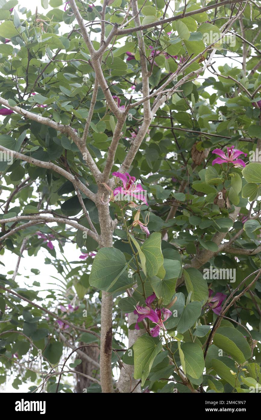 Bauhinia × blakeana hi-res stock photography and images - Alamy