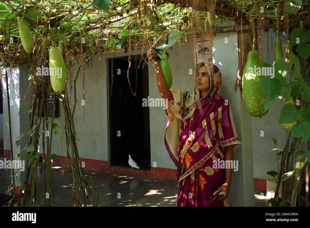 Sylhet, Sylhet, Bangladesh. 20th Dec, 2022. Rina Begum is working in ...