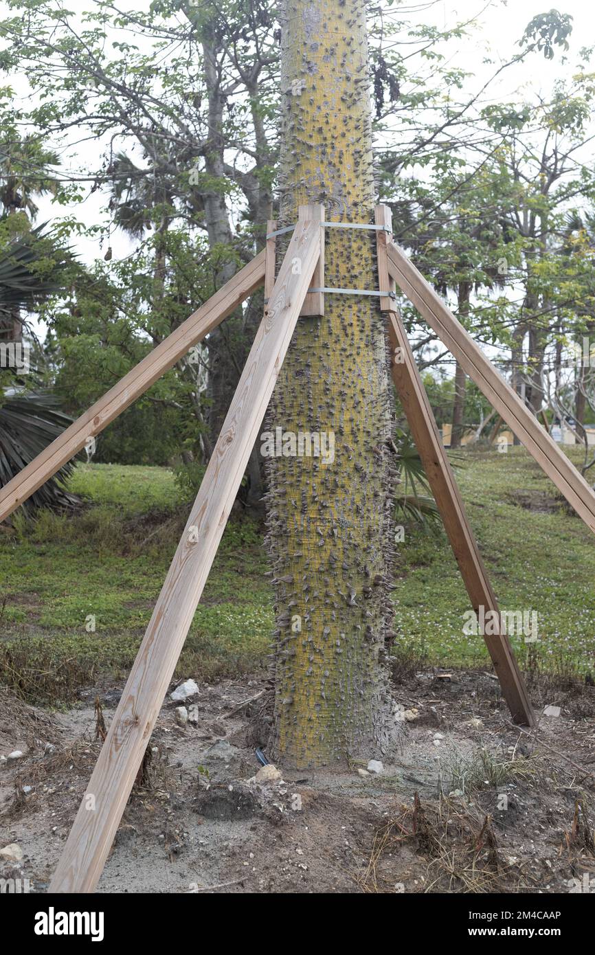 A ceiba tree supported and braced with boards Stock Photo - Alamy