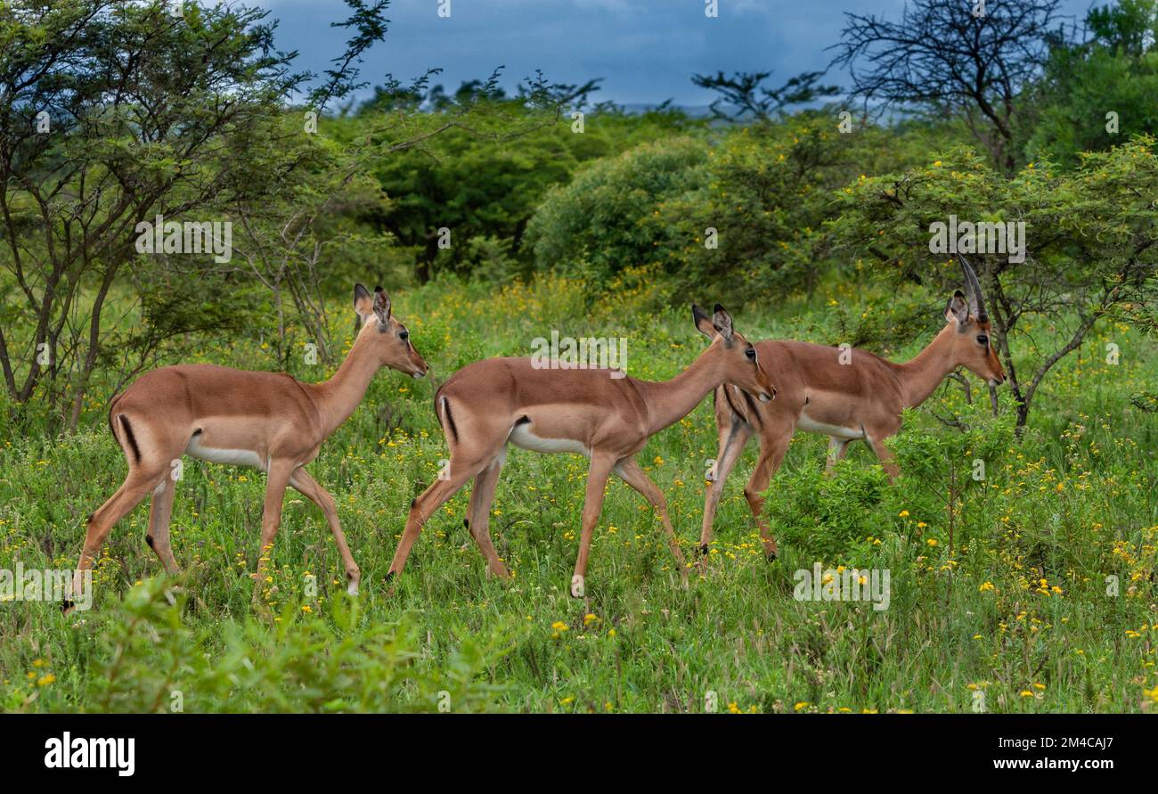 The impalas in Hluhluwe-iMfolozi Park in KwaZulu-Natal, South Africa ...