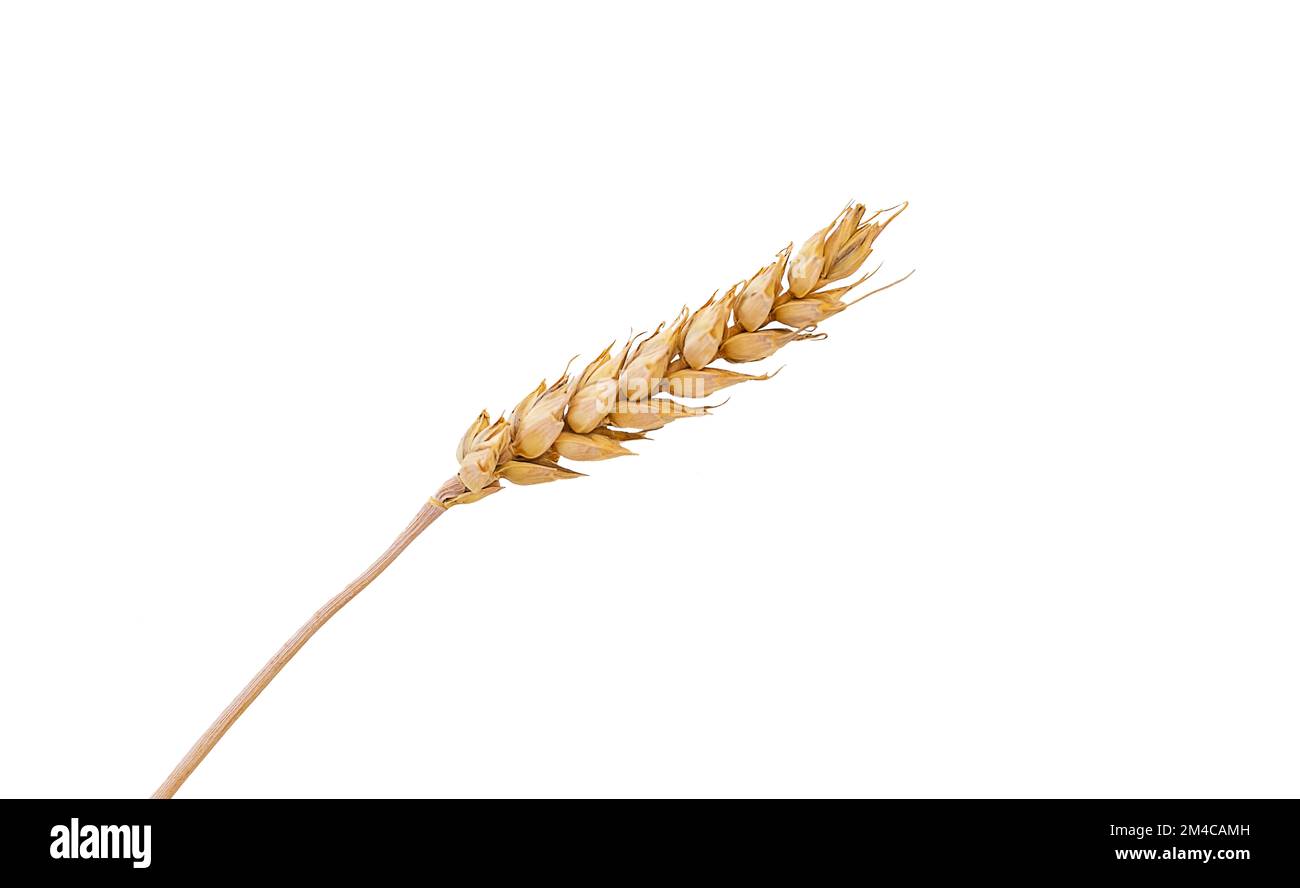 spikelets of wheat isolate on white background. Selection focus. food ...