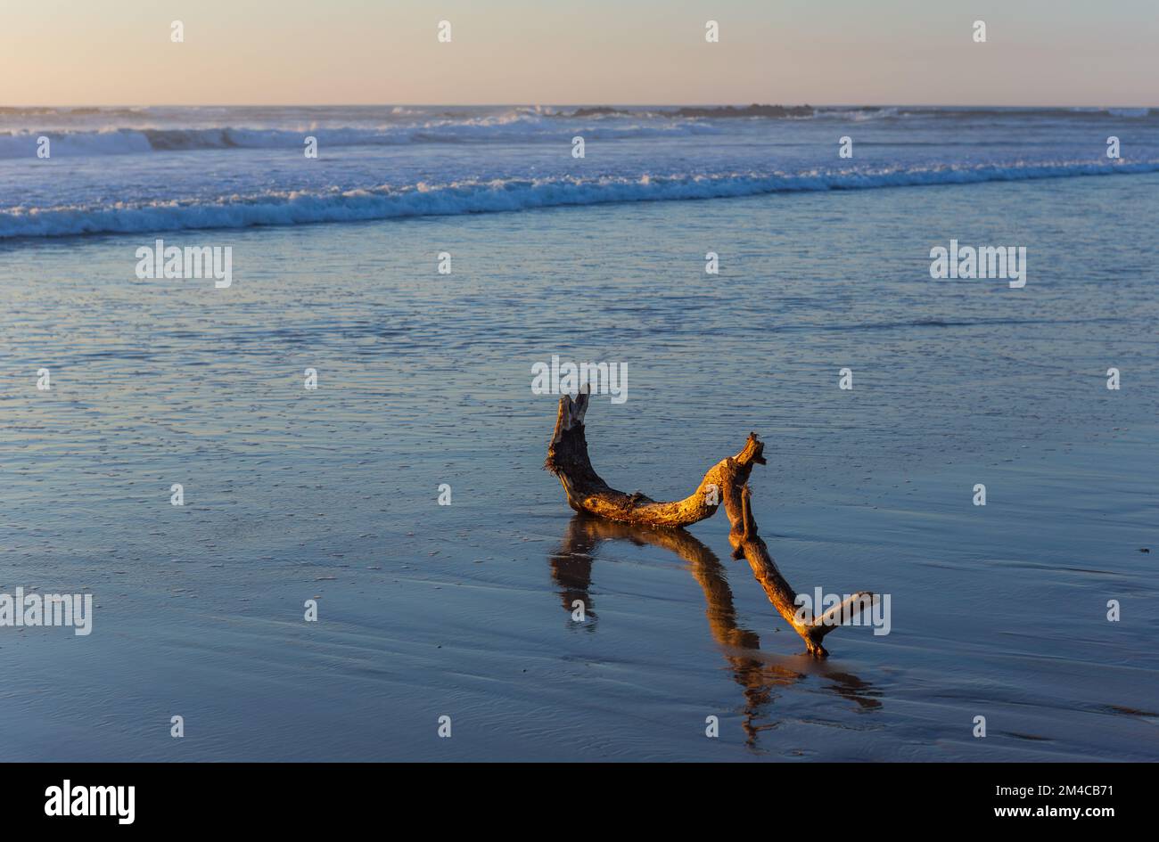 Old tree at the beach, sunset light. Beach of Mindelo in the north of ...