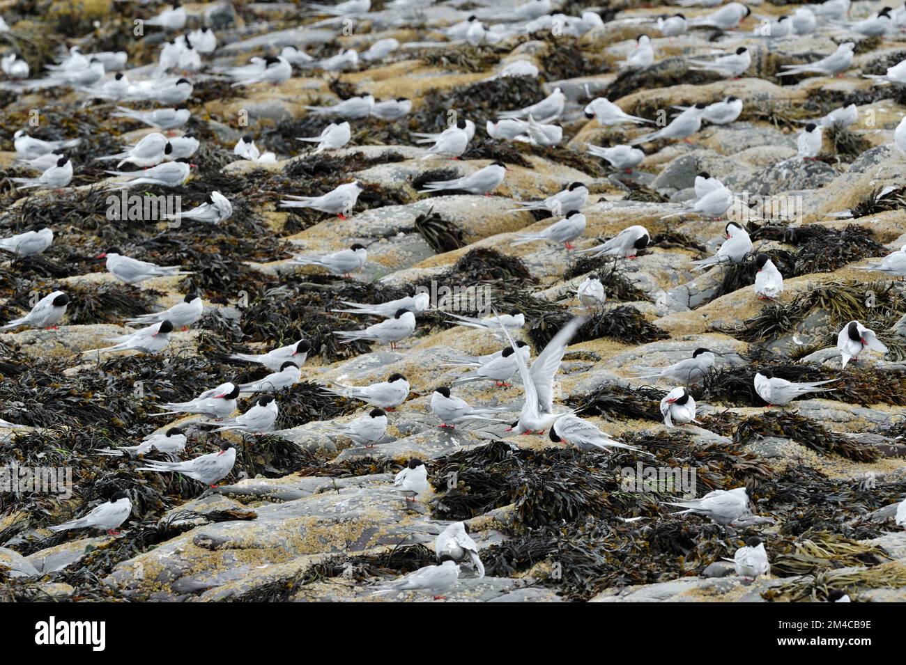 Birds colonies hi-res stock photography and images - Alamy