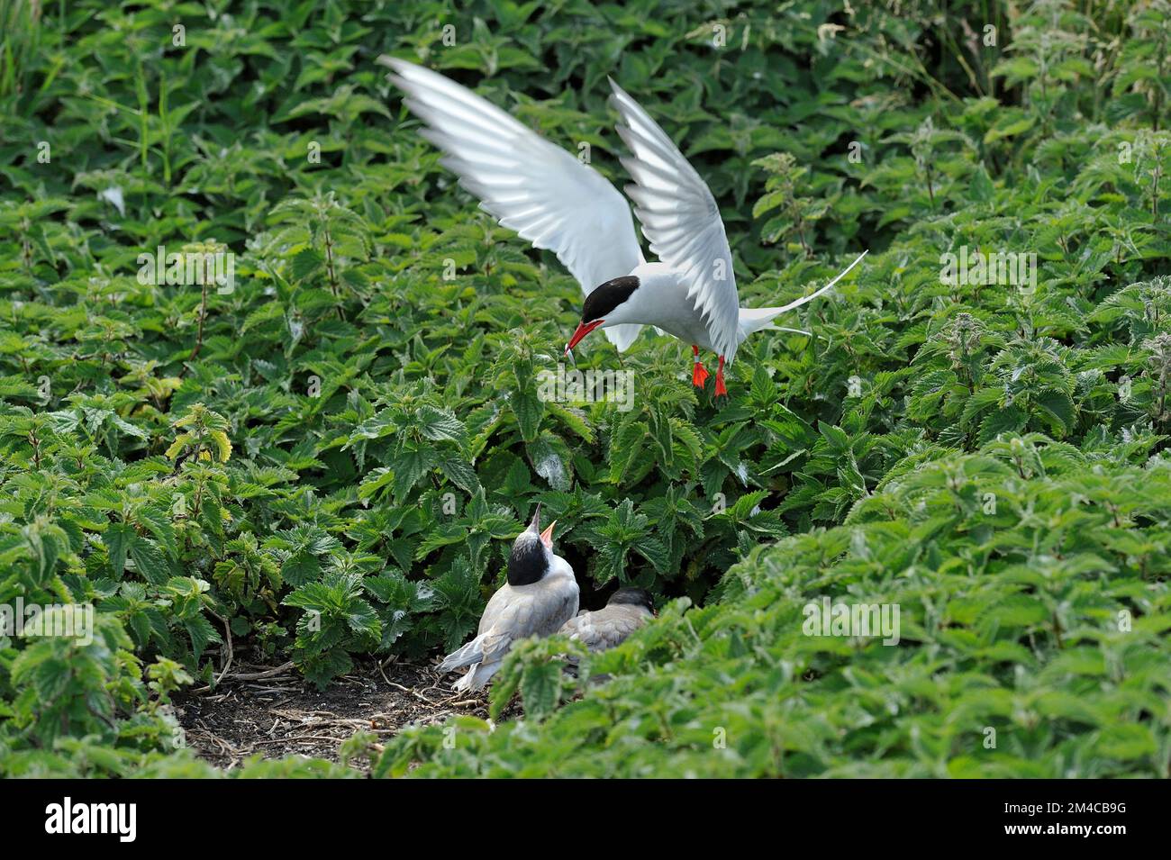 Arctic Tern (Sterna paradisaea) adult returning to nest and chick with ...
