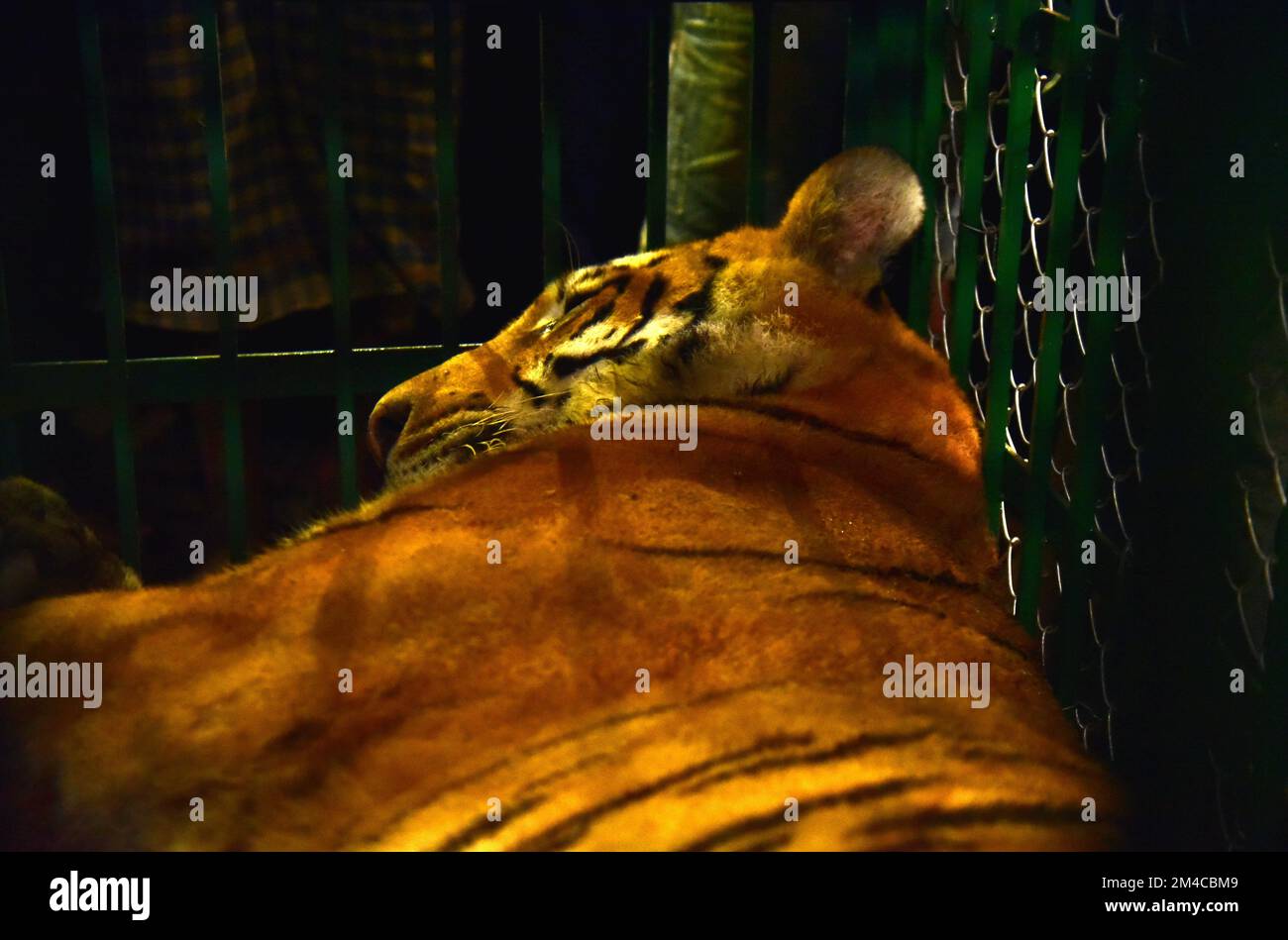 Guwahati, Guwahati, India. 20th Dec, 2022. A full grown Royal Bengal ...