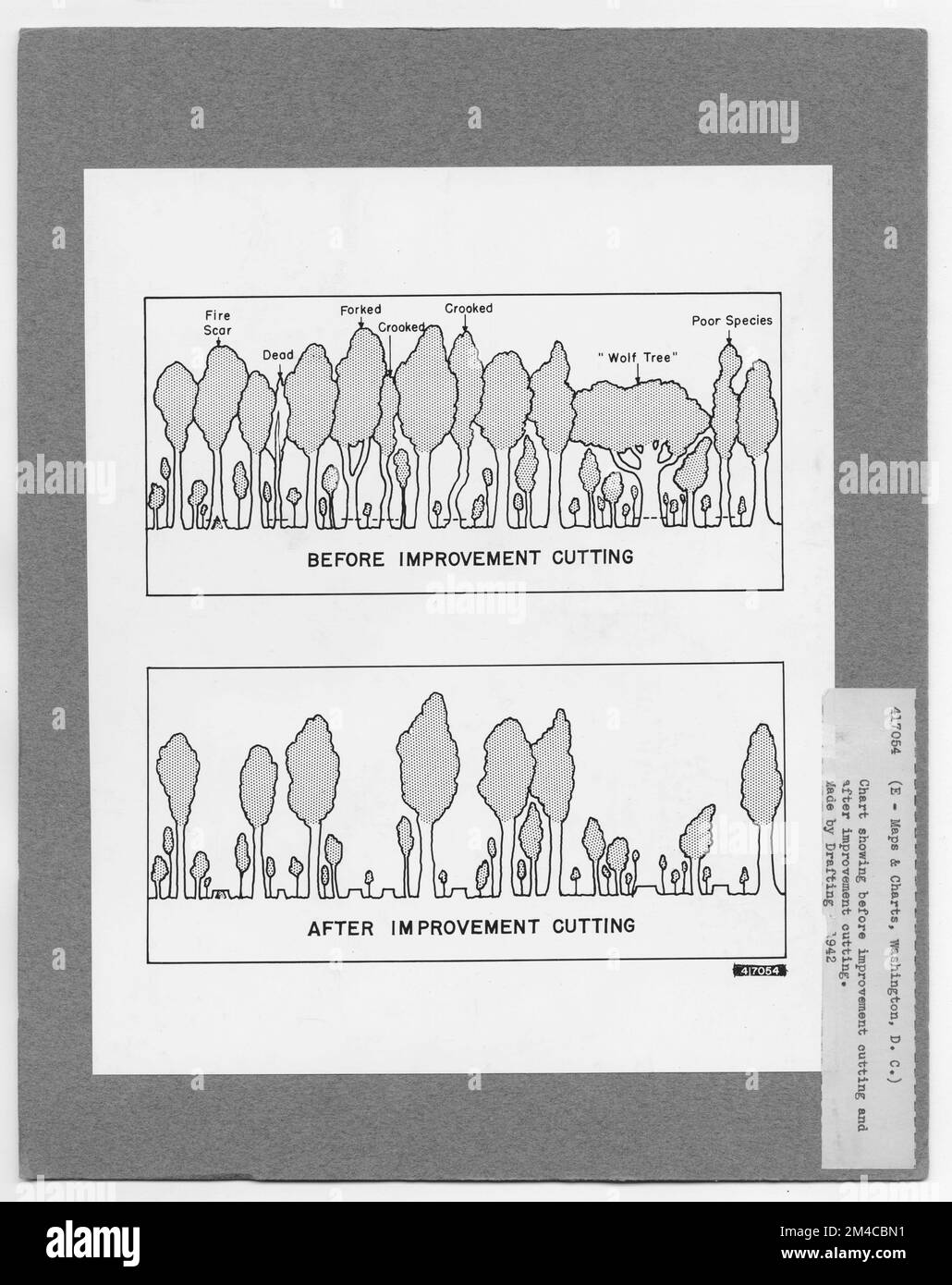 Maps and Charts - All States. Photographs Relating to National Forests ...