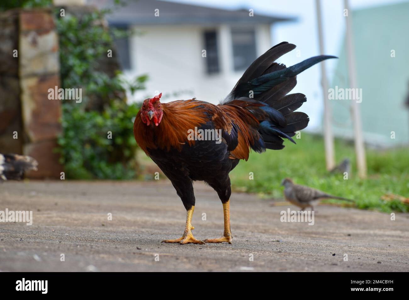 Suspicious rooster hi-res stock photography and images - Alamy