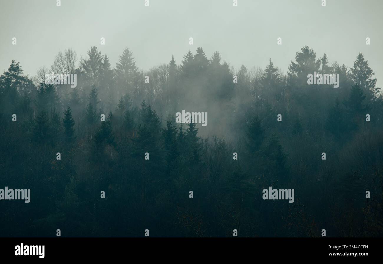 Forest mountain misty morning nature background Stock Photo - Alamy