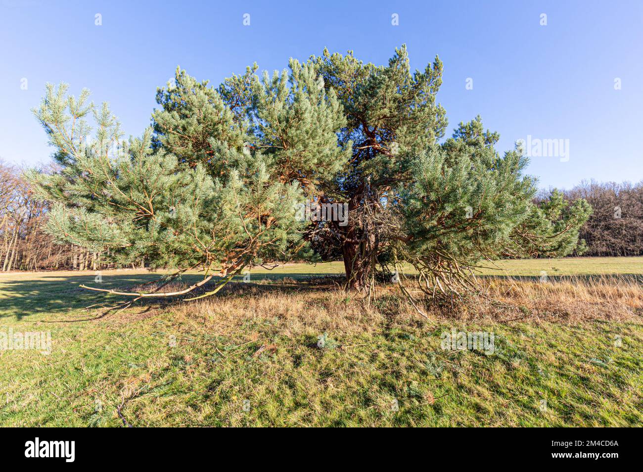 Gnarled pine branch hi-res stock photography and images - Alamy