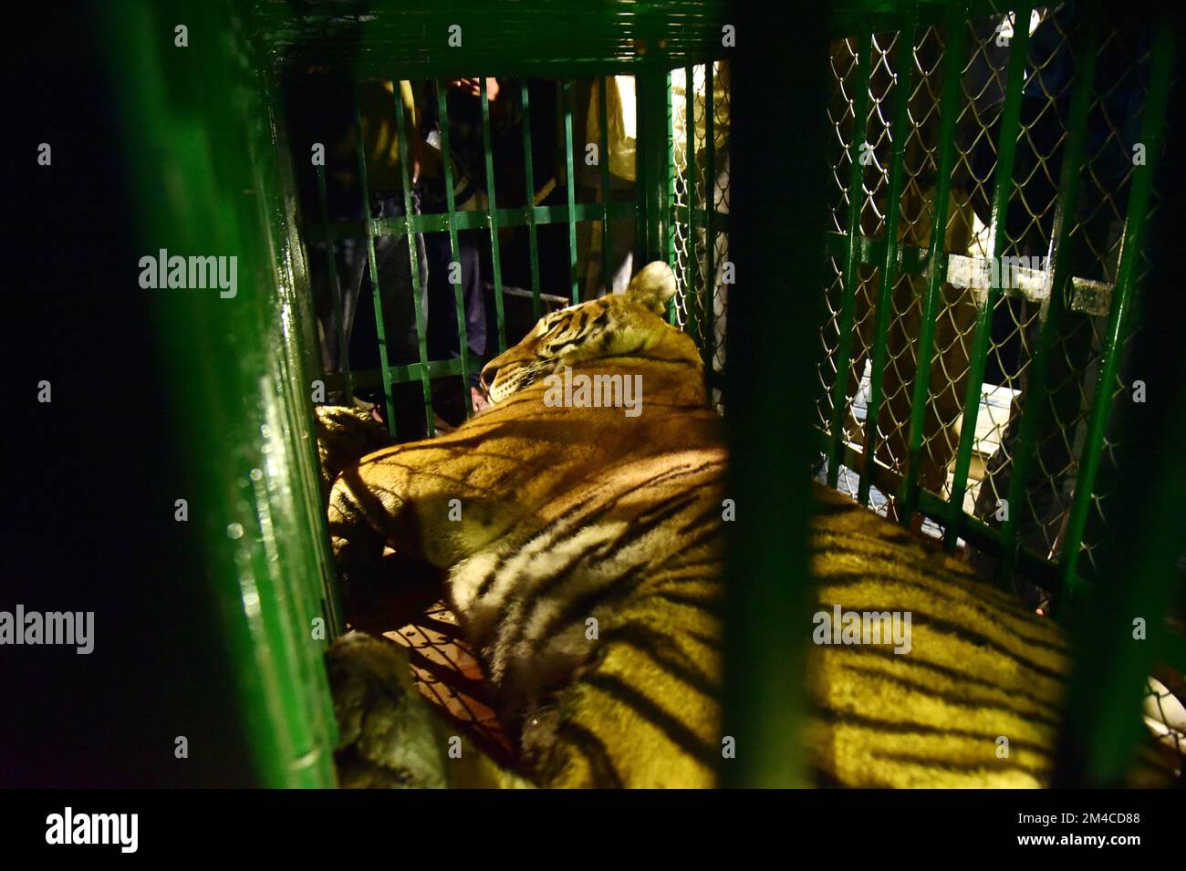 Guwahati, Guwahati, India. 20th Dec, 2022. A full grown Royal Bengal ...