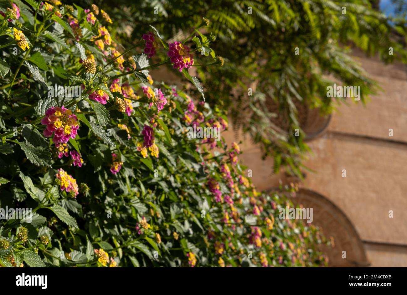 Close-up of the lilac and yellow flowers of the Spanish flag plant ...