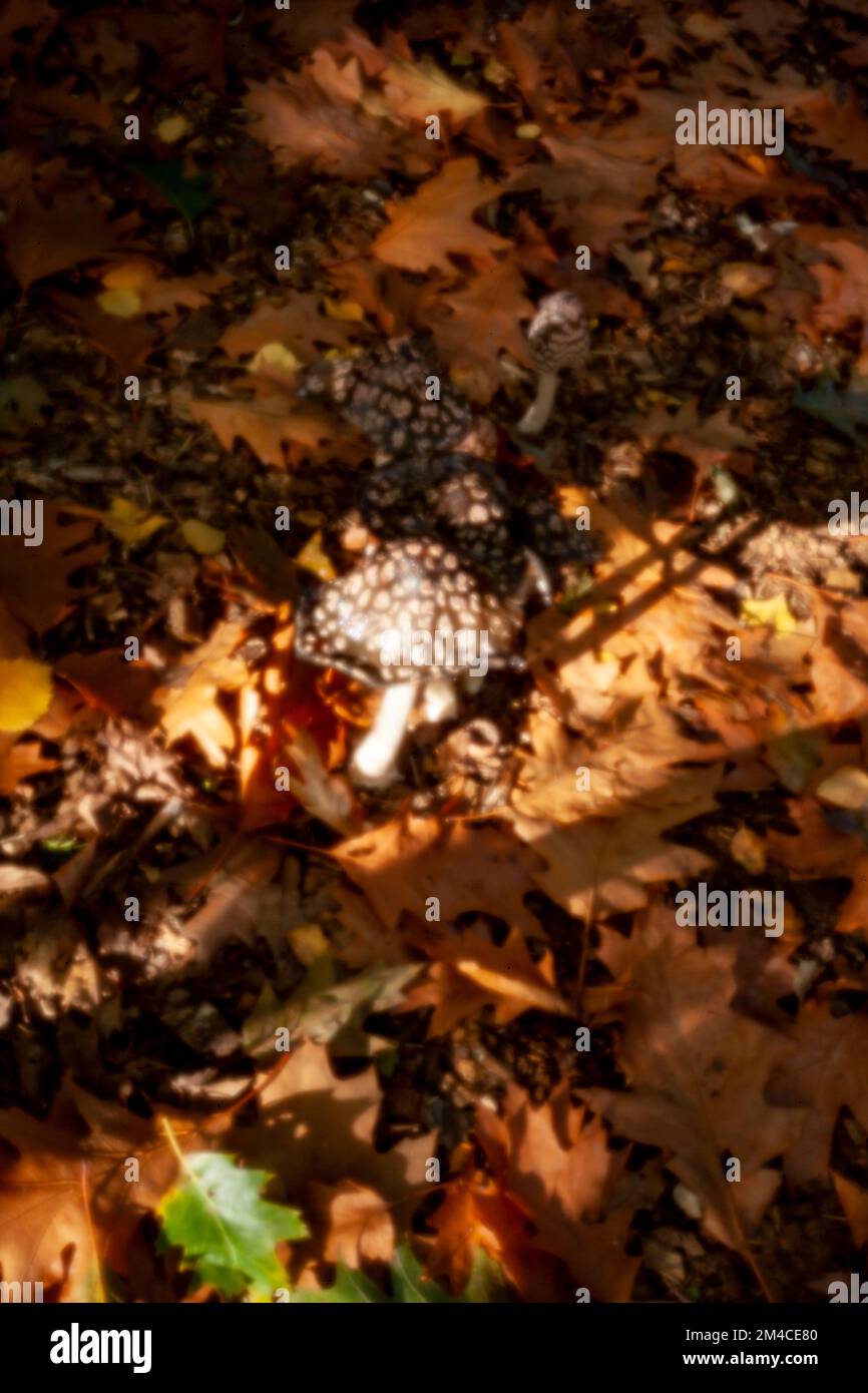 New, digital age, high resolution, intimate landscape pinhole ...