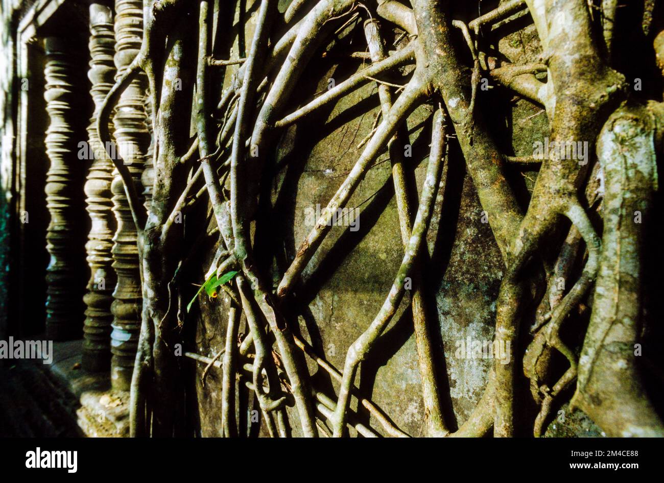 Beng Melea, jungle is growing over the old walls Stock Photo - Alamy