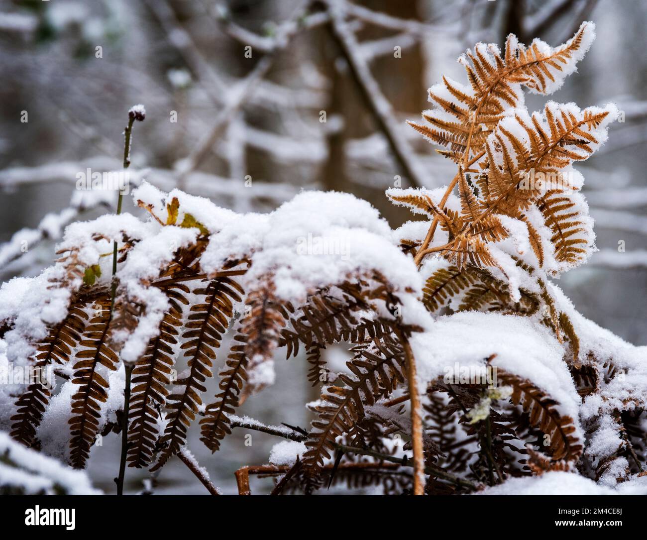 Ferns in snow hi-res stock photography and images - Alamy