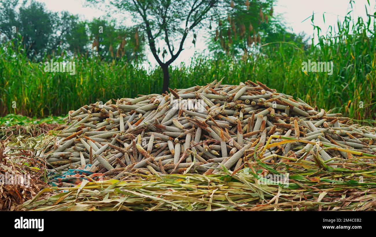 Pearl Millet (Bajra). Many organic millet ears heap in the field. Pile ...