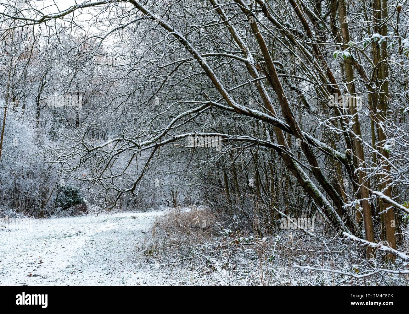 A snow covered trail through woodland Stock Photo - Alamy