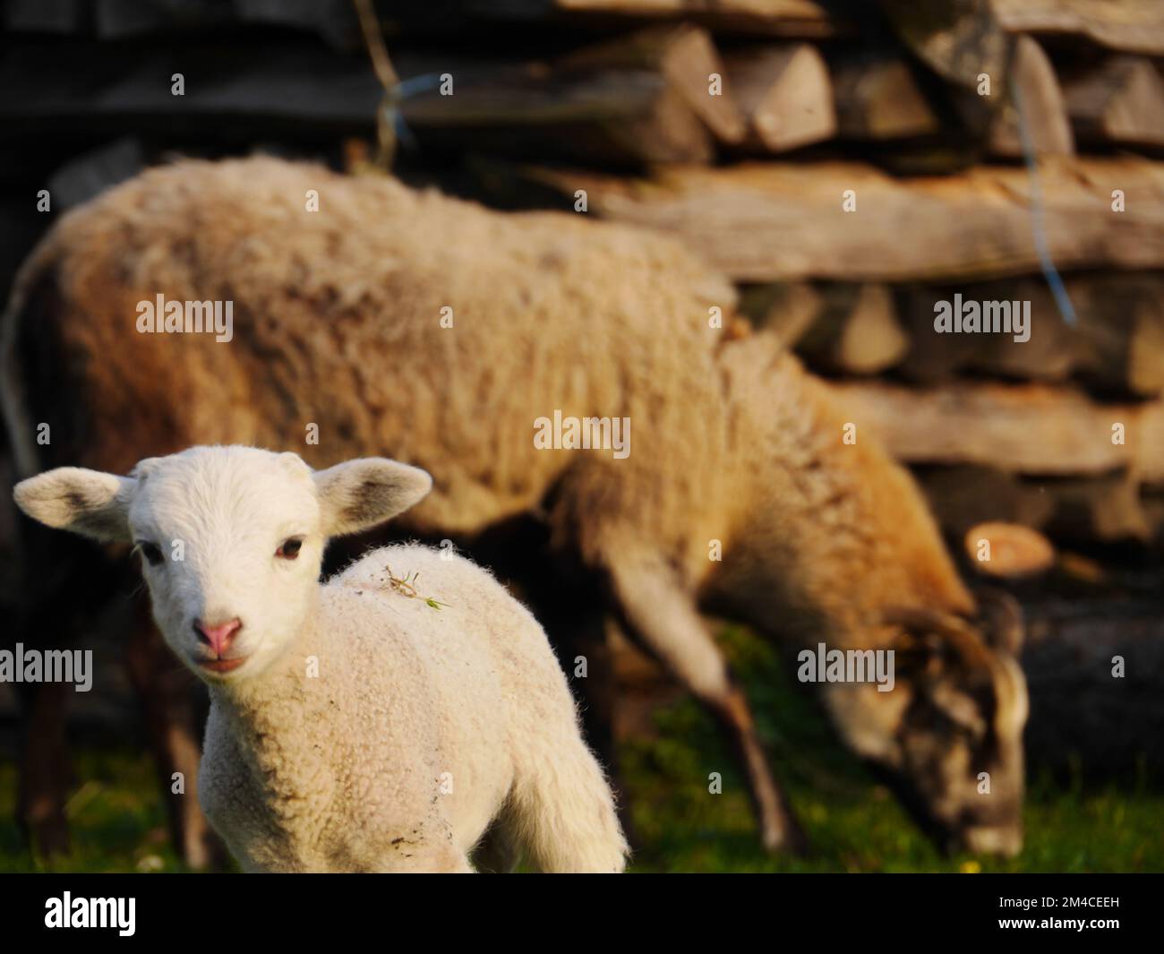 Lamb ewe during spring hi-res stock photography and images - Alamy