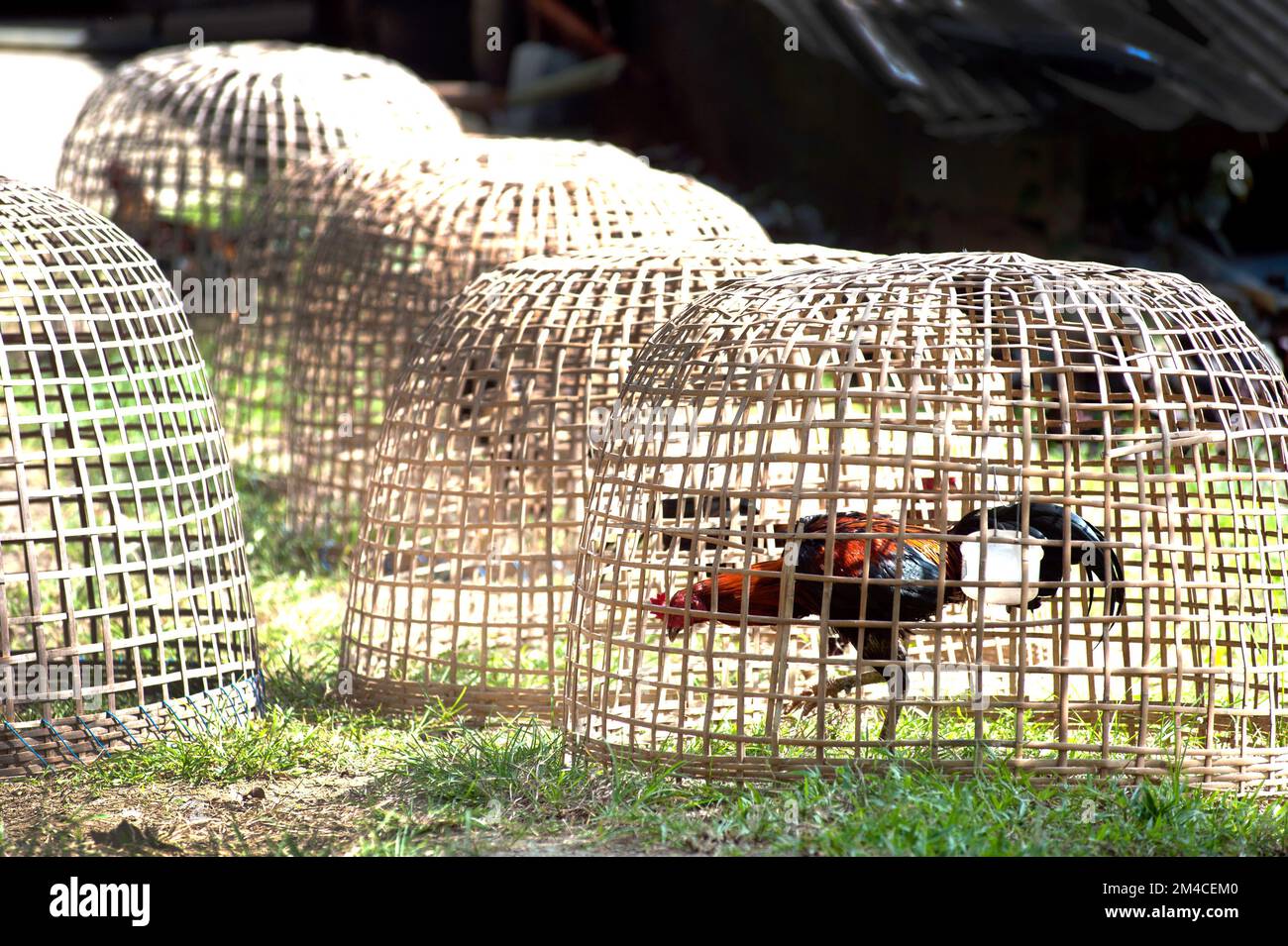 A gamecock is a type of rooster and game fowl, a type of chicken with ...